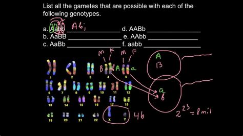 List The Possible Genotypes And Phenotypes