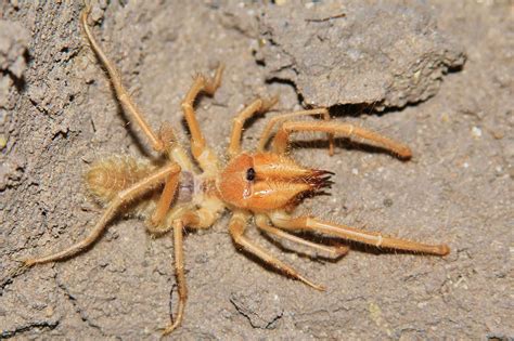 Sunspider Desert Nocturnal Solifugae Britannica