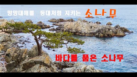 바다를 지키는 소나무 Youtube