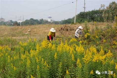 在农村泛滥成灾的野草进城后却成观赏植物没想到还是一味药材 凤凰网