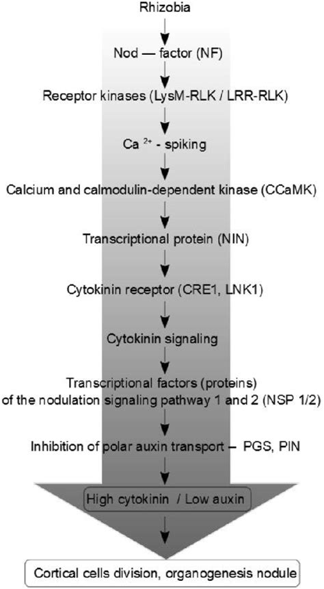 Figure 1 From Phytohormones And Morphogenesis Of Root Nodules And Lateral Roots Of A Legume