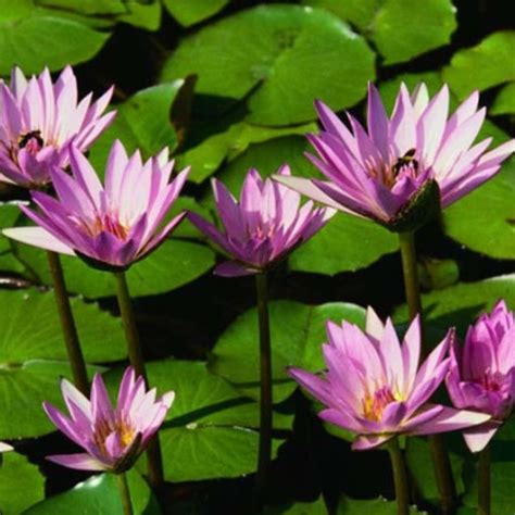 Huiying Wang Zhejiang University Hangzhou Zju Department Of Allergy Research Profile