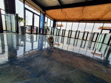 장모치와와 보보 강아지 책임분양입양완료 강아지파양 고양이파양 유기견무료분양입양 아이조아요양보호소