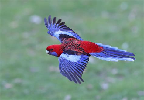 Rosella Australian Parrots