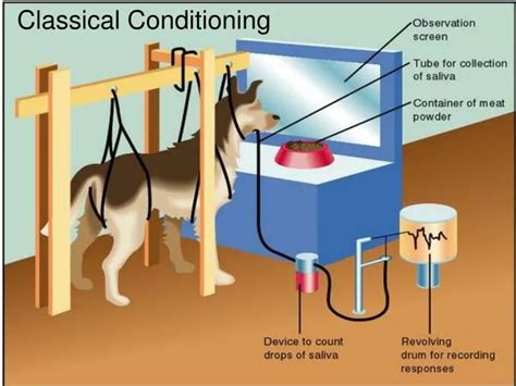 Ppt Classical Conditioning Powerpoint Presentation Free Download Id5491762