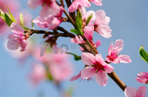 桃花高清图片下载 正版图片503278128 摄图网