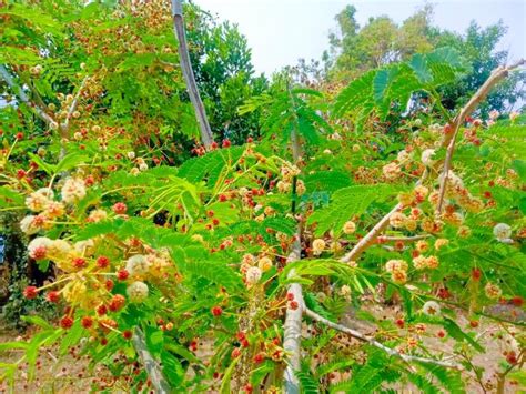 လိပ်သိုဒေသတွင် ကျန်းမာရေးဆေးဖက်ဝင် ကင်ပွန်းချဉ်ပင်များ တစ်နိုင်တစ်ပိုင် ပြုစုထိန်းသိမ်းစိုက်ပ