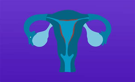 Are Eggs Fertilized In The Fallopian Tubes At Roderick Tipton Blog
