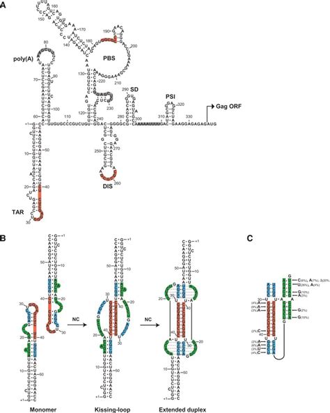 Hiv 1 Rna Secondary Structure Models A Secondary Structure Model Of Download Scientific