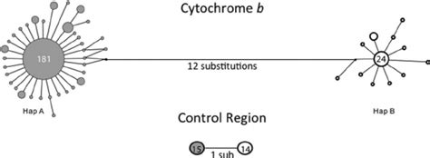 Median Joining Network Of Cyt B And Cr Gene Sequences Circle Area Is Download Scientific