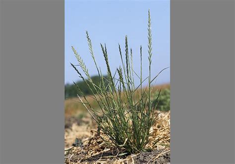 Italian Ryegrass Cals