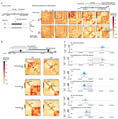 Nat Genet 从碱基到染色体尺度的三维基因组结构的序列建模 知乎