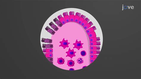 Video Окрашивание гематоксилином и эозином для оценки повреждения