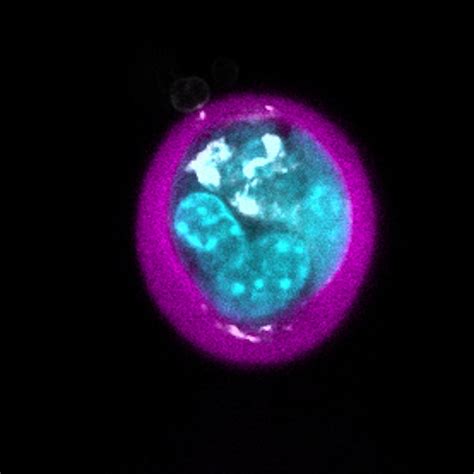 Single Cell Encapsulation For Improved Cell Therapies