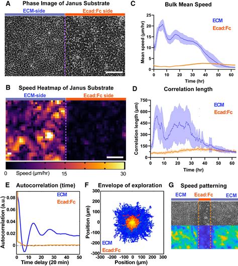 E Cadherin Biomaterials Reprogram Collective Cell Migration And Cell