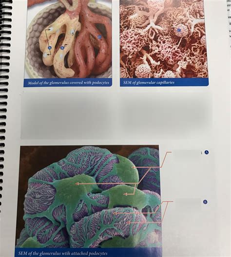 Glomerulus Diagram Quizlet