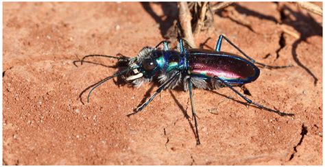 Tiger Beetle Database