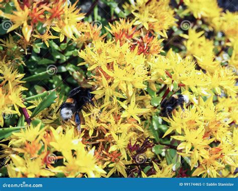 Sedum Hybridum Plant Sedum Hybridum Close Up A Living Carpet Of