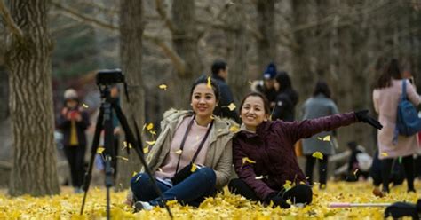 남이섬 가을풍경 되는 송파구 낙엽