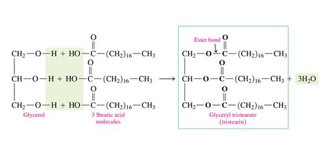 [solved] Draw The Condensed Structural Formula Of A Triacylglycerol Formed From Glycerol And