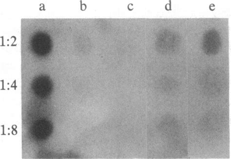 Rna Dot Blot Hybridization With Dr A 10 Upper Or Dc P 1 Lower