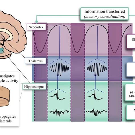 Mechanism Of Information Transfer Between Neocortex And Subcortical Download Scientific Diagram