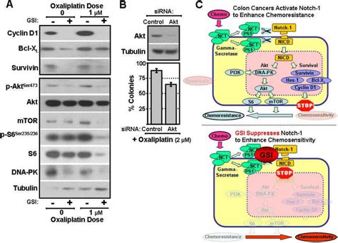 Gamma Secretase Inhibitors Decrease The Induction Of Pro Survival Download Scientific Diagram