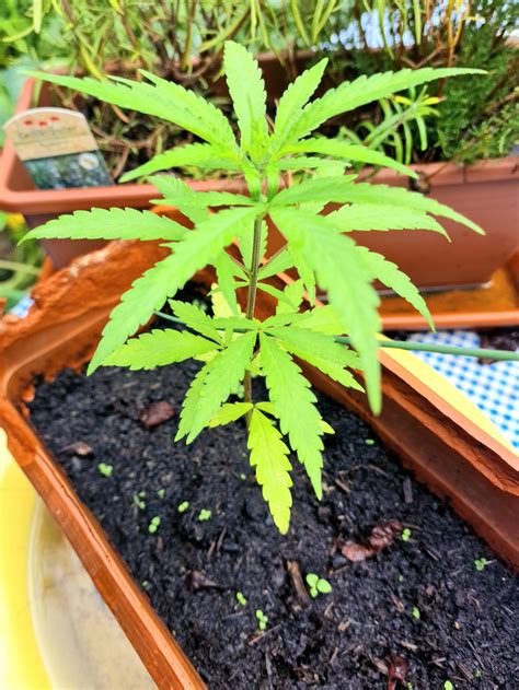 First Time How Do I Determine The Sex Of A Young Hemp Plant 15 2
