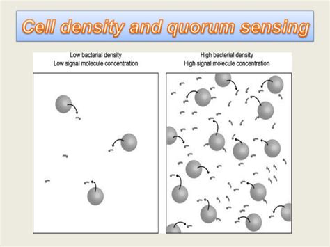 Ppt Quorum Sensing Powerpoint Presentation Free Download Id1895221