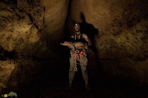 تمساح کوتوله غار؛ تمساحی نارنجی که در مدفوع خفاش زندگی می‌کند و تاریکی