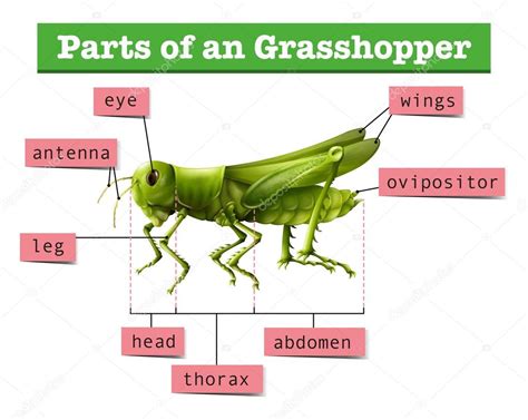 Grasshopper External Anatomy