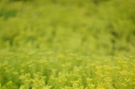 What Color Is Chartreuse A Dive Into Its Appearance Symbolism And Common Applications Hipfonts