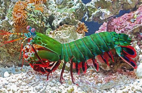 Mantis Shrimp Alchetron The Free Social Encyclopedia