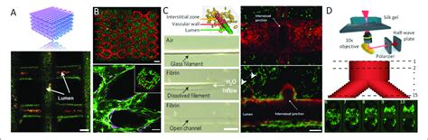 Examples Of Vascularized Constructs And Tissues A Schematic Download Scientific Diagram