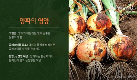 ‘둥근 불로초 양파의 영양부터 재배까지~ 양파의 모든 것