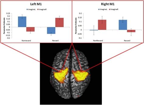 Parameter Estimates Extracted From Left And Right Motor Cortex For