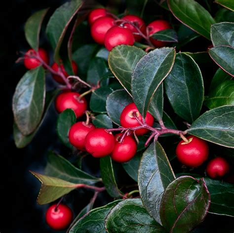 20 Winter Flowers And Shrubs That Will Add Color To Your Garden