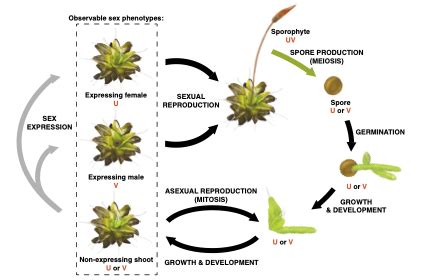 Genotypic Confirmation Of A Biased Phenotypic Sex Ratio In A Dryland Moss Using Restriction