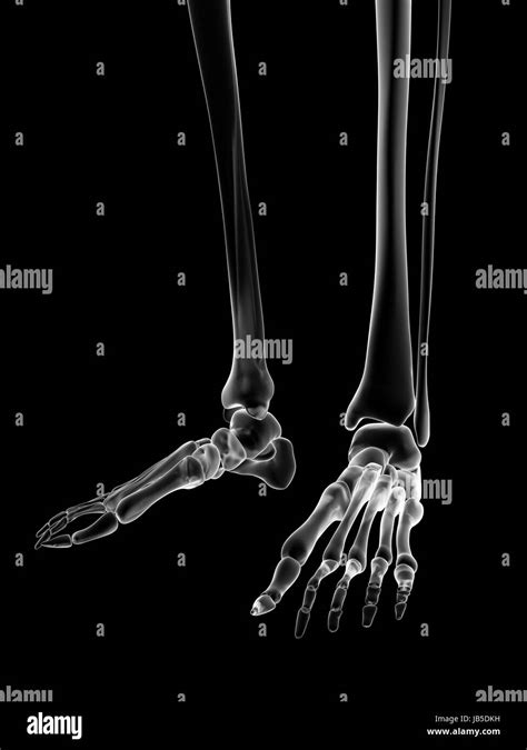 Proximal Tibia Hi Res Stock Photography And Images Alamy