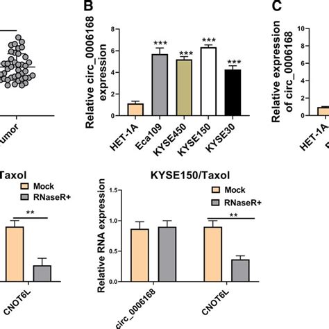 Circ0006168 Expression Was Increased In Escc Tissues Escc Cells And