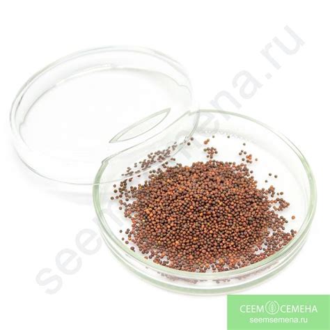 КАПУСТА КАЛЕ КЕЙЛ КРАСНАЯ семена микрозелени СЕЕМ СЕМЕНА микрозелени