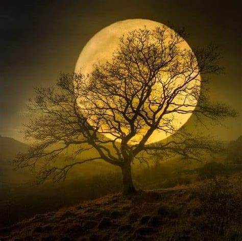 Crow Tarot Mj Cullinane A Deck For Fledglingsand Old Crows When