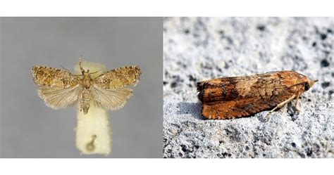 Растителнозащитни дейности в овощната градина през октомври Български Фермер