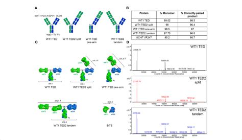 Development Of Wt1 Teds A Design Schematic Of Wt1 Ted Wt1 Ted2 Download Scientific Diagram