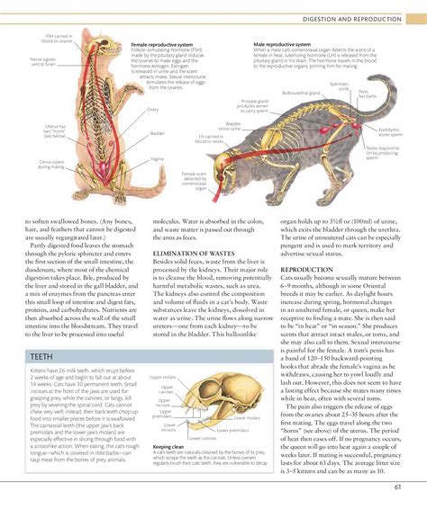 The Cat Encyclopedia The Definitive Visual Guide Setiowati Page 63 Flip PDF Online