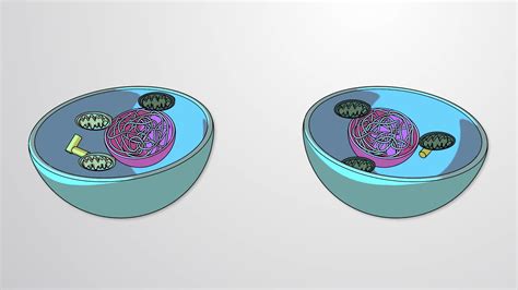Non Nuclear And Maternal Inheritance Concept Biology Jove
