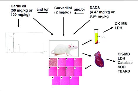 Schematic Representation Of Procedure Followed Download Scientific Diagram
