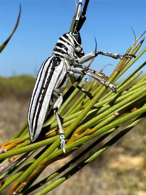 Rhytiphora Dallasi Ausemade