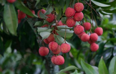 Личи фрукт дерево 73 фото