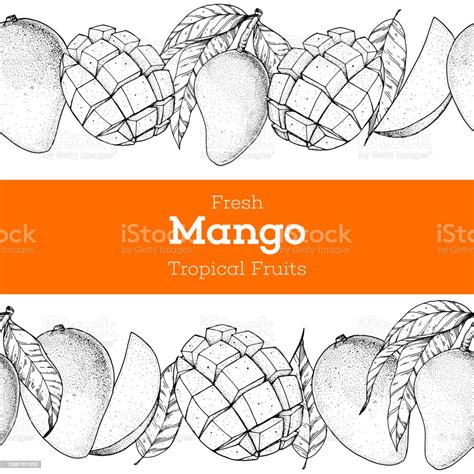 망고 과일 손으로 그린 패키지 디자인 벡터 그림입니다 디자인 스케치 브로셔 일러스트레이션 빈티지 복고풍 디자인 망고 프레임 일러스트레이션 포장 설계에 사용할 수 있습니다